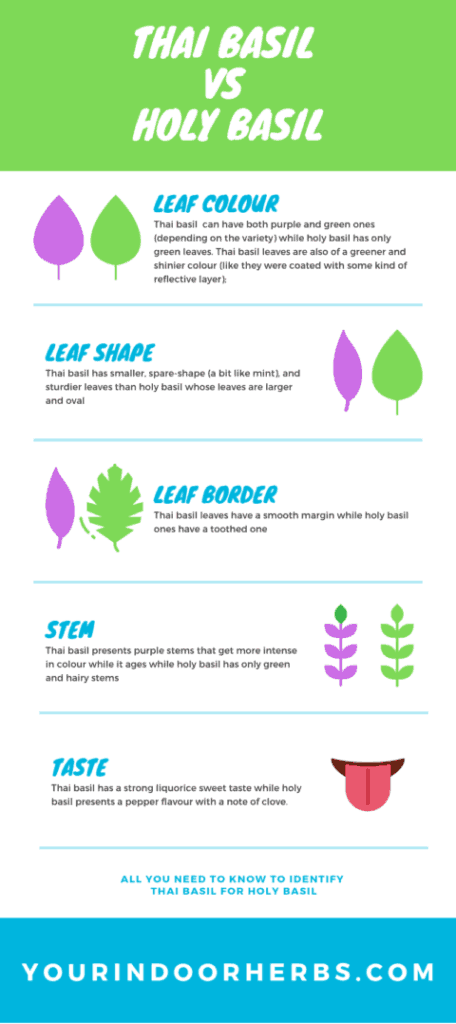 Major Differences Between Thai and Holy Basil – Your Indoor Herbs