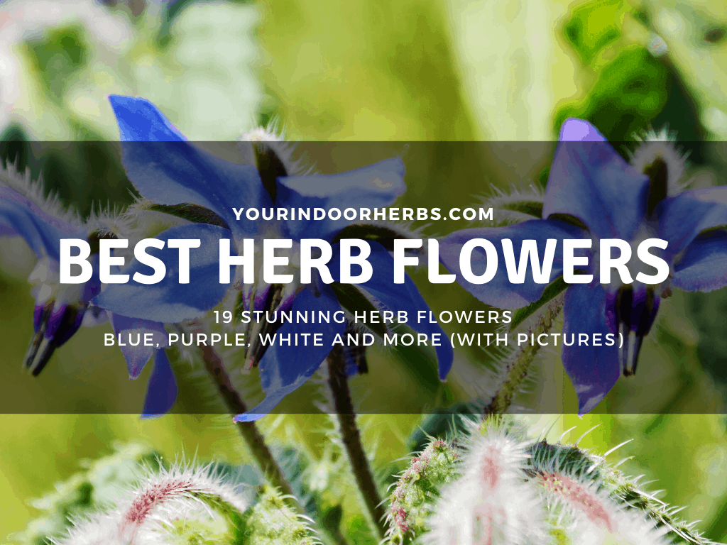 19 Stunning Herb Flowers: Blue, Purple, White and More (With Pictures ...