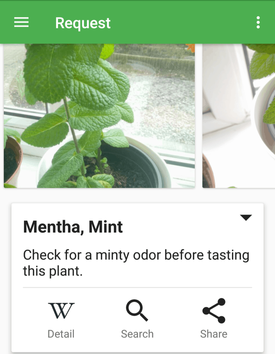 Top Free App Plant Identifaction: Our Test