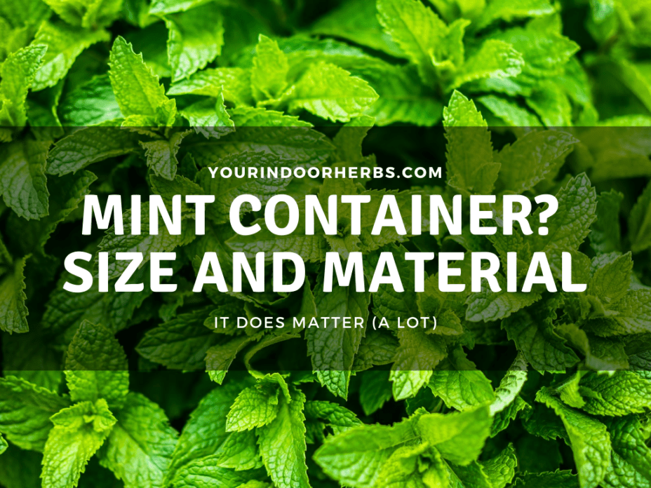 Best Container For Mint – Size and Material (Gigantic Growth)