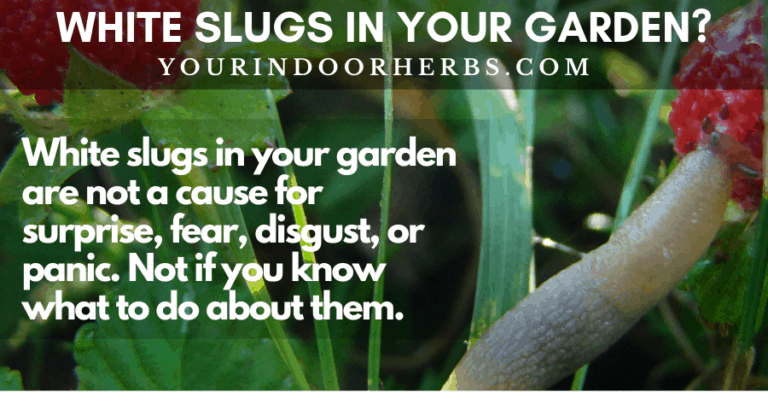 White Slugs in Your Garden? Pros, Cons and How To Remove Them – Your ...