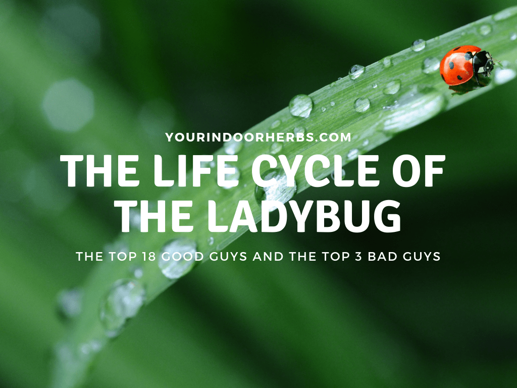 Ladybug Lifecycle Stages Explained – Your Indoor Herbs