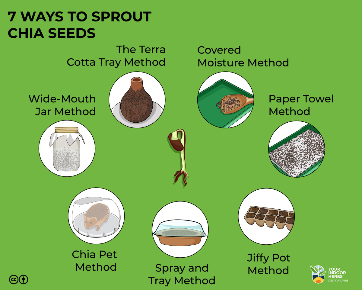 7 Ways To Sprout Chia Seeds [Easy] | Your Indoor Herbs and Garden