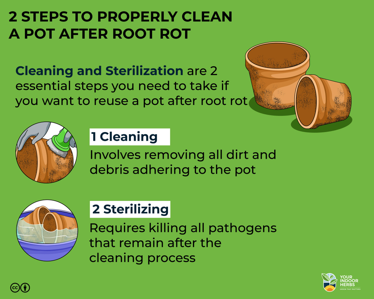 How To Clean Indoor Plant Roots at Wanda Hatton blog