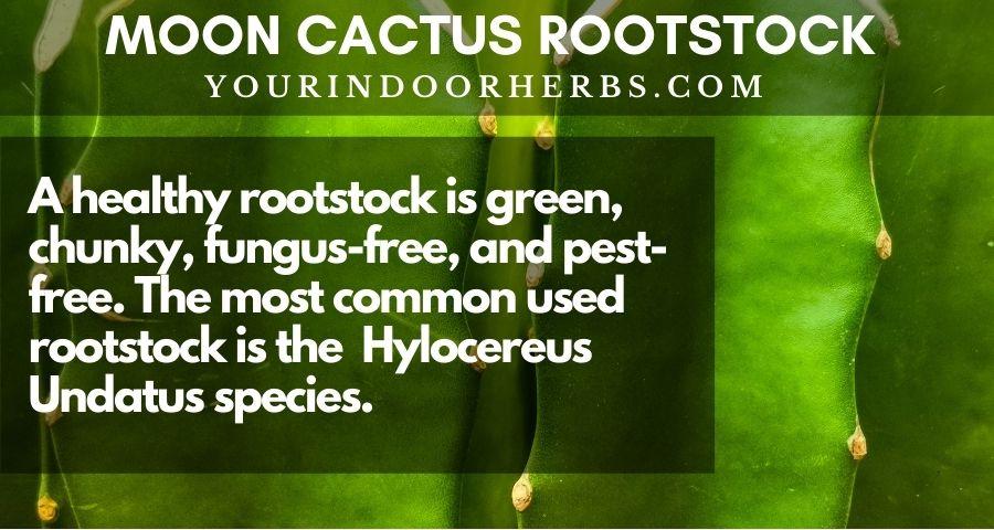 How to Propagate Moon Cactus Pups
