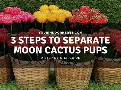 3 Steps To Separate Moon Cactus Pup | Your Indoor Herbs and Garden