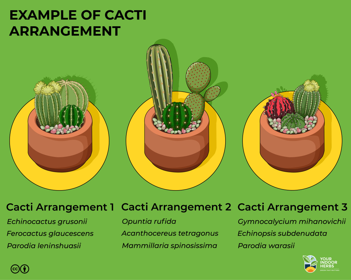 Do Cactus Thrive in Being Crowded? [6 Tips, Pros, and Cons] | Your ...