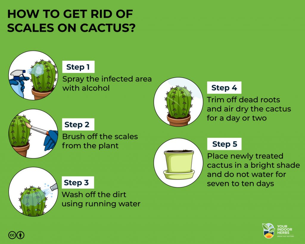 Formidable Tips About How To Treat Scale On Houseplants - Blockbath71