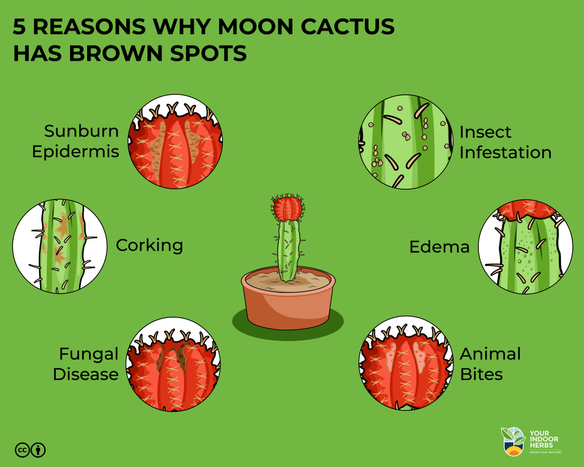 Moon Cactus Brown Spot – Infographic