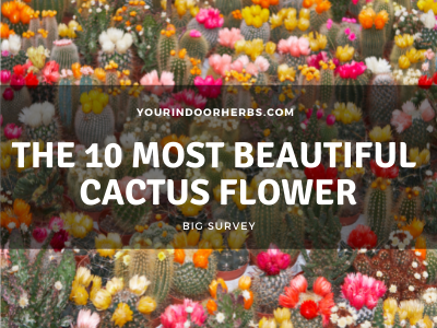 The 10 Most Beautiful Cactus Flower [Big Survey] | Your Indoor Herbs ...