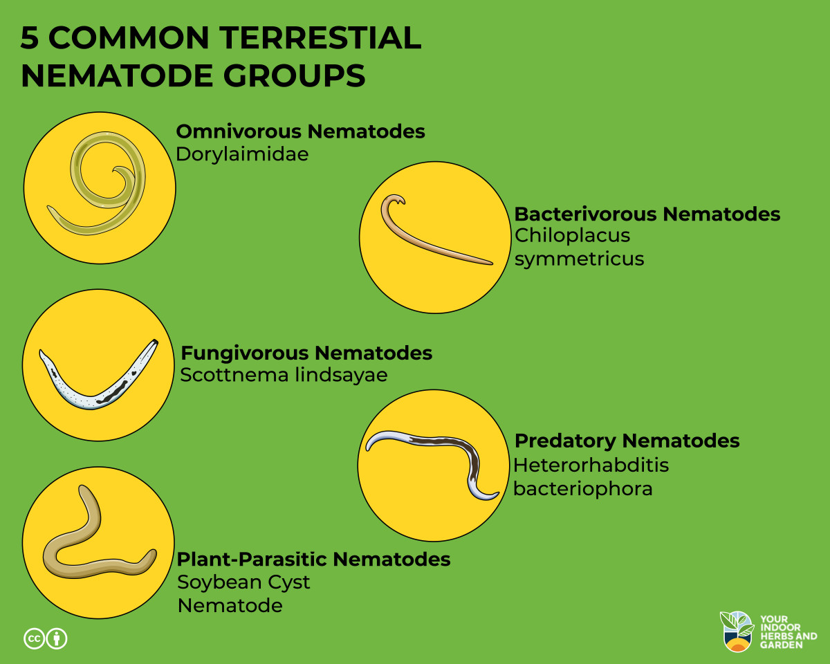 What Are Those Clear Worms In Soil? | Your Indoor Herbs and Garden What Are Those Clear Worms In Soil? | Your Indoor Herbs and Garden
