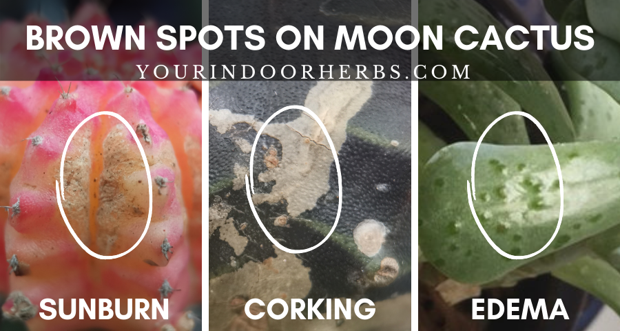 The brown spots due to sunburn, corking, and edema on moon cactus.