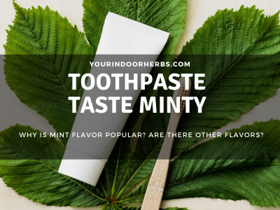Why Does Toothpaste Have Mint Flavor? [History and Receptors] | Your ...