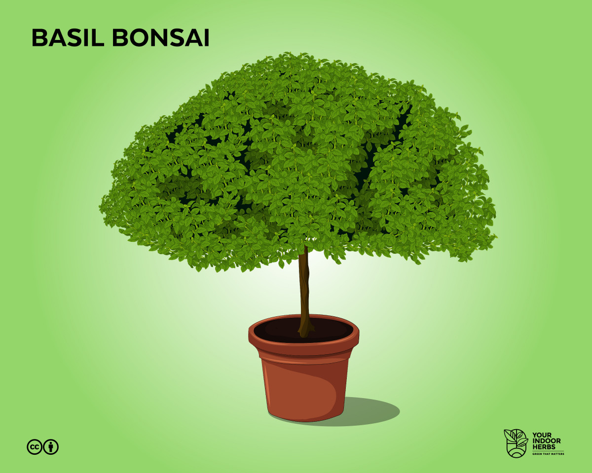 Basil Bonsai? What is That? Can You Really Grow It? | Your Indoor Herbs ...