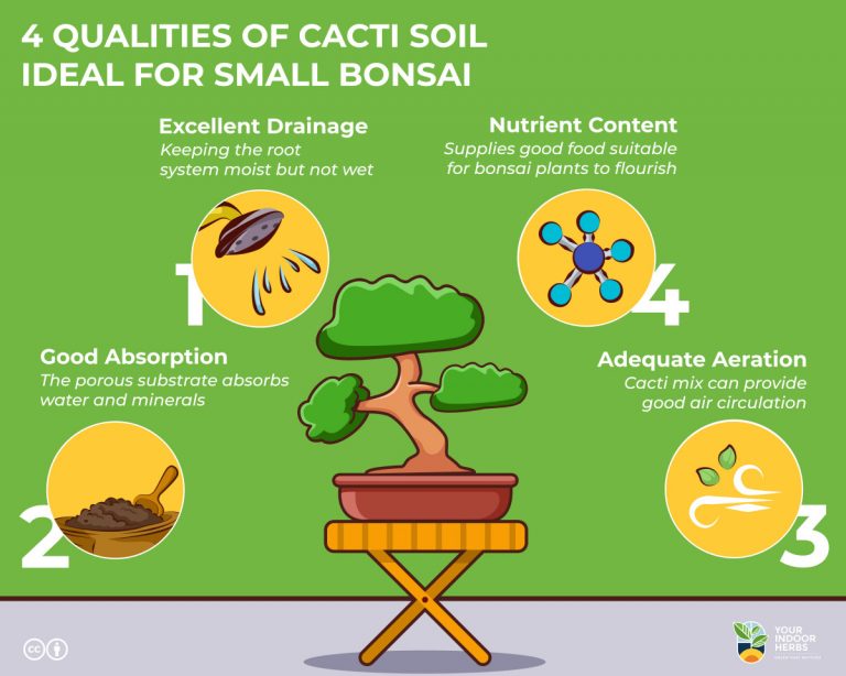 Why Do Cacti Have Spines Instead of Leaves? (4 Reasons!) | Your Indoor ...
