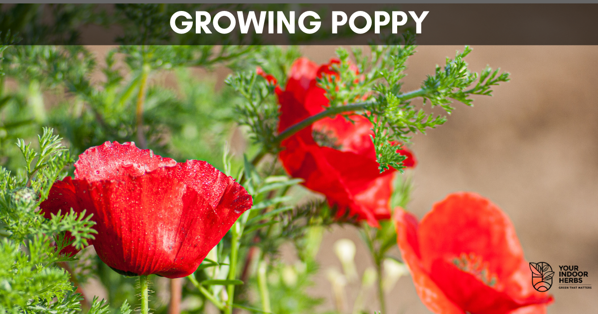 How To Grow A Gigantic Poppy? Tested! | Your Indoor Herbs and Garden