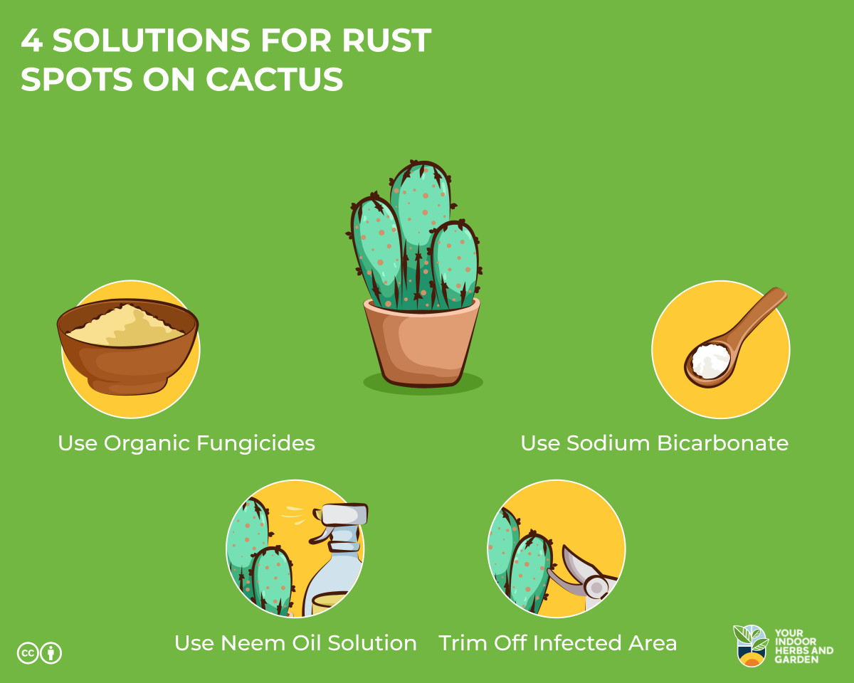 Orange/Rust Spots On Cactus? What to Do? [Causes, Solutions, Photos ...