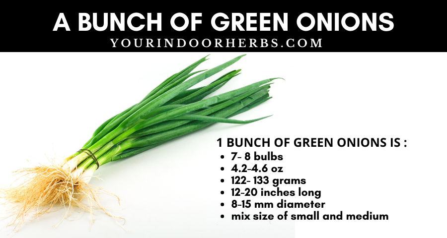Store-bought green onion actual size measurement in a bunch
