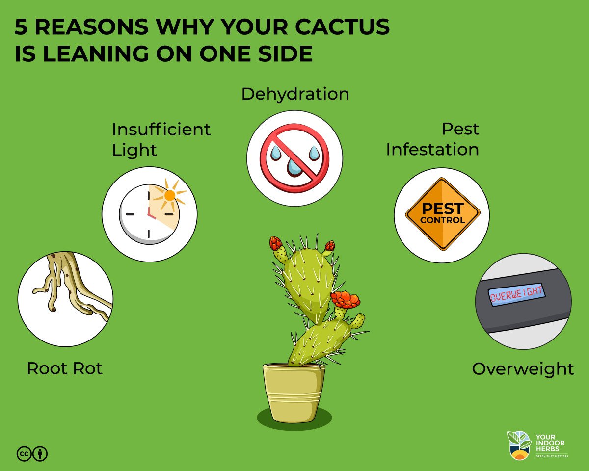 Cactus Leaning On One Side – Infographic