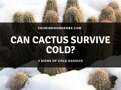 Can Cactus Survive Cold? (Cold Damage Signs With Photos) | Your Indoor ...