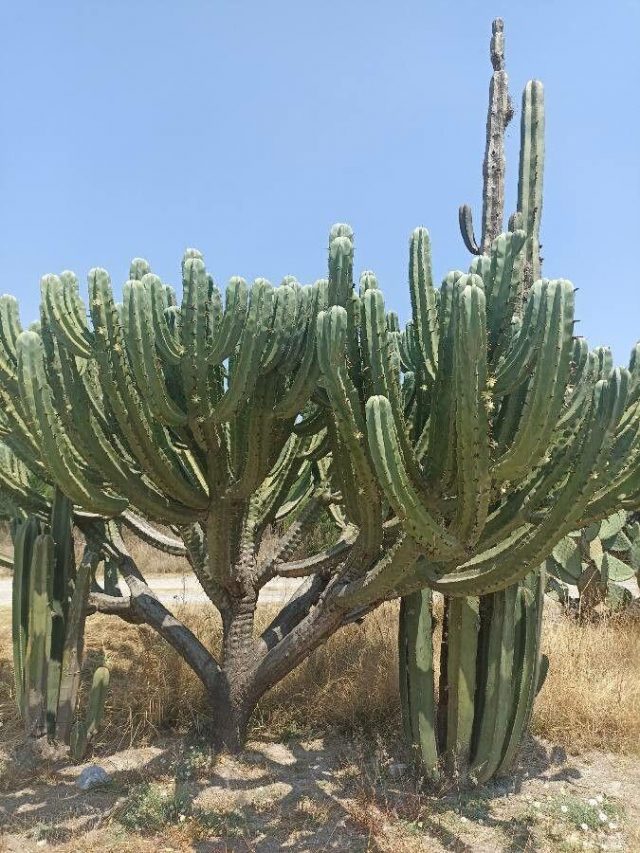The tree-like big blue myrtle cactus by Fuentes Galván Norma Susana via ...
