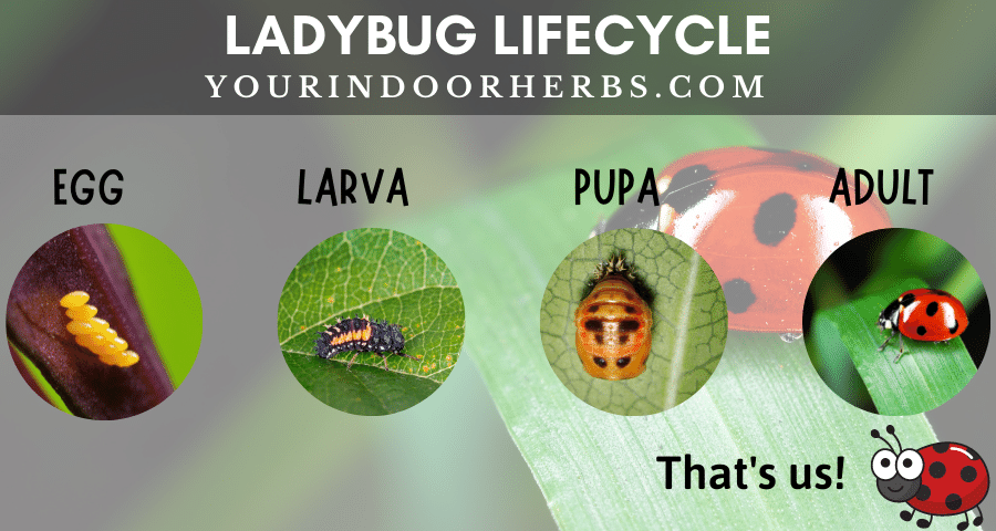 Lady Bug Life Cycle Lady Bug Life Cycle