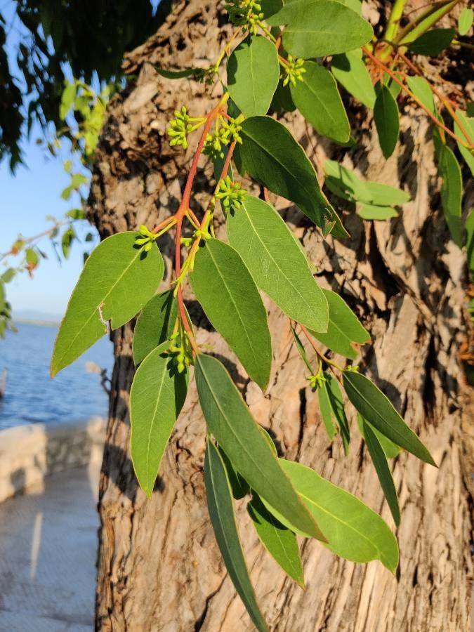 Eucalyptus Leaves