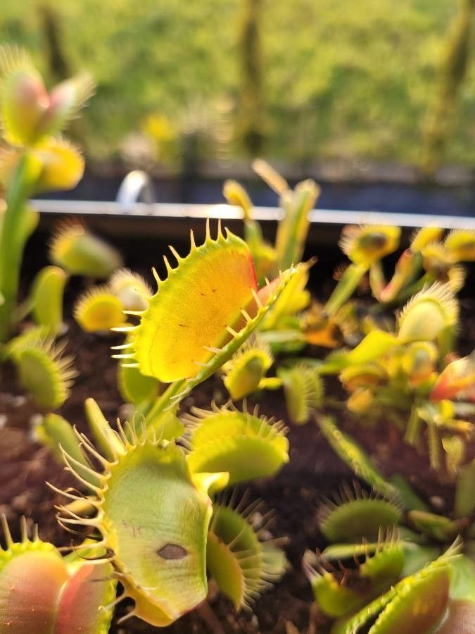 Venus Fly Trap Leaves