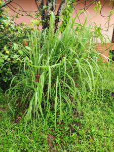 Angelina Caussé (cc-by-sa) PlantNet – Cymbopogon Citratus Leaves