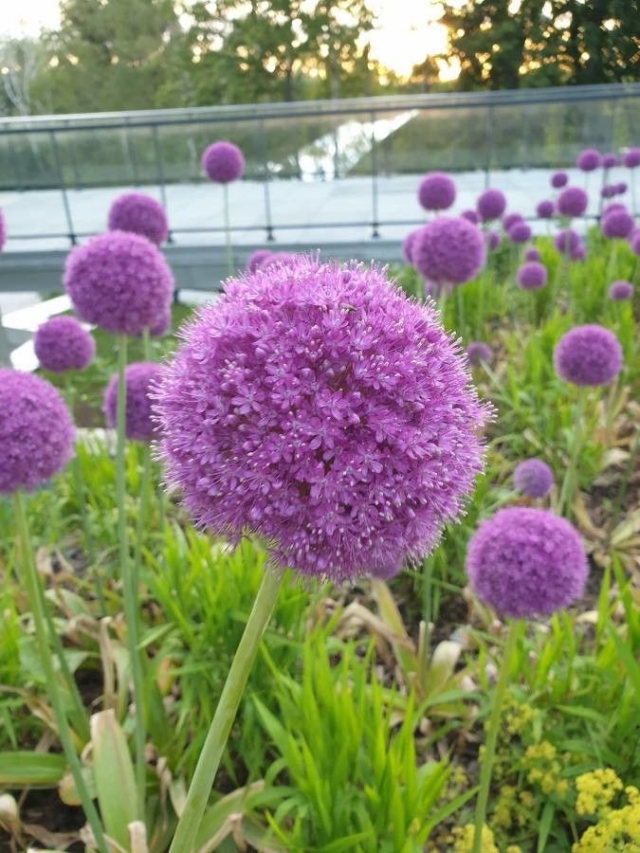Jan Jakub (cc-by-sa) PlantNet – Allium Flowers