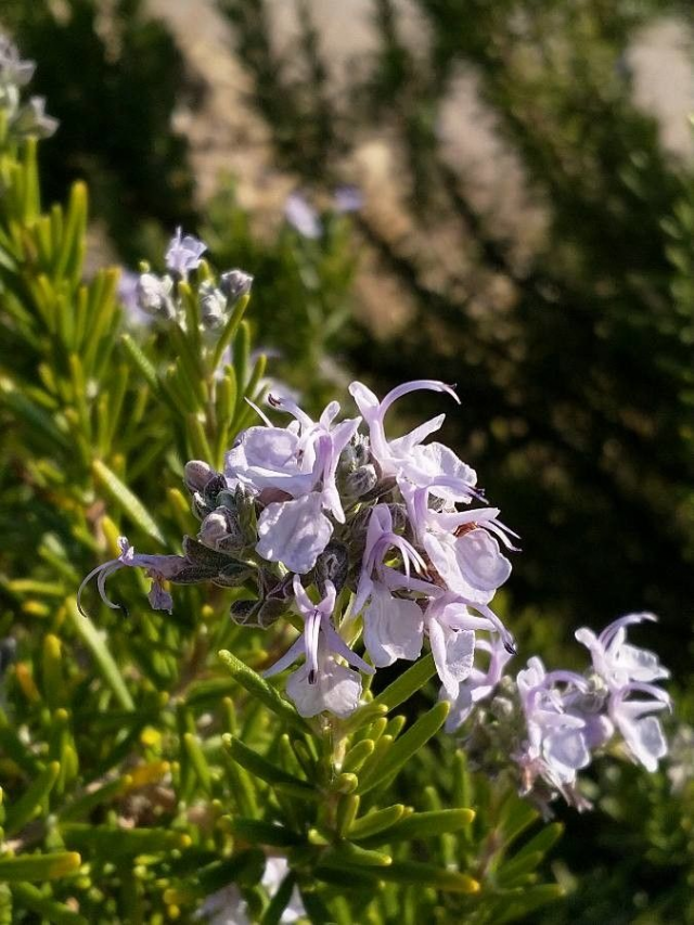 Larry Lohr (cc-by-sa) PlantNet – Rosmarinus Officinalis Flowers