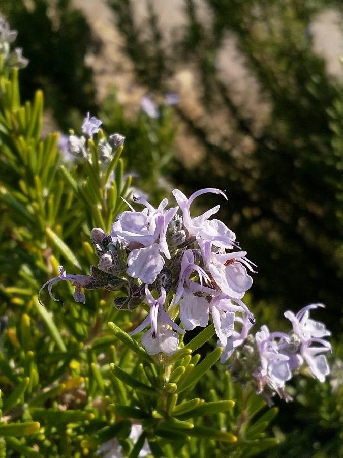 Rosemary Flowers
