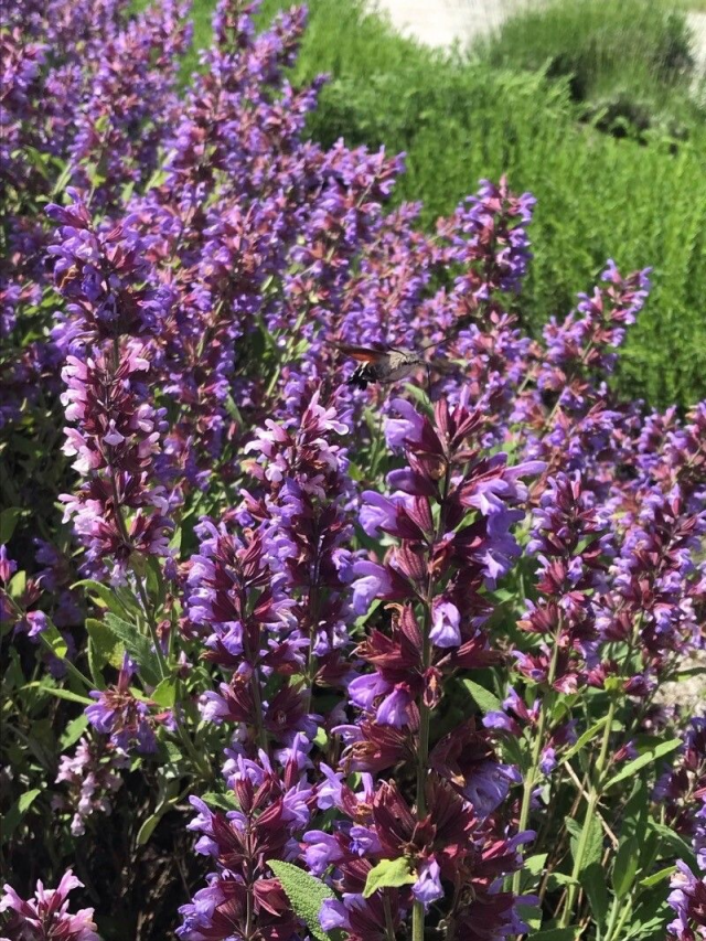Andrea Deepwater (cc-by-sa) PlantNet – Salvia Officinalis Flowers