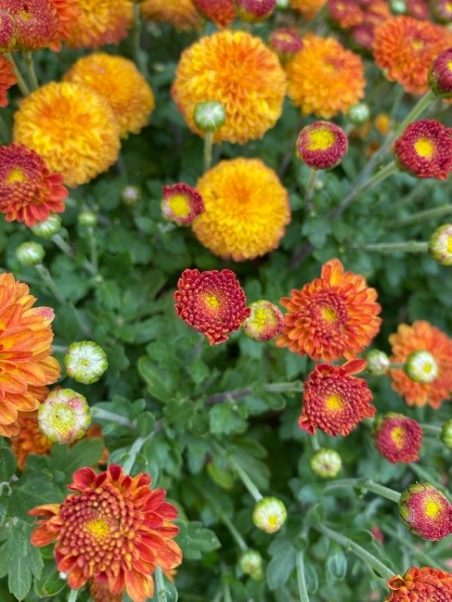 Stacey A (cc-by-sa) PlantNet – Chrysanthemum Morifolium Flowers