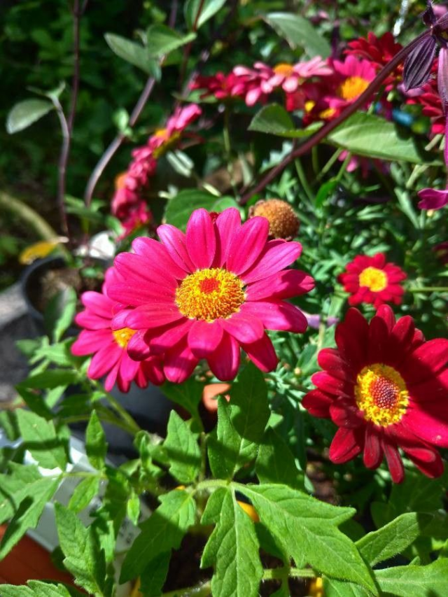 Daria Vonbee (cc-by-sa) PlantNet – Tanacetum Coccineum Flowers