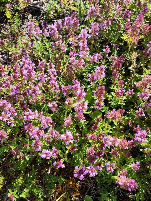 Estelle Ranchin (cc-by-sa) PlantNet – Thymus Vulgaris Flowers