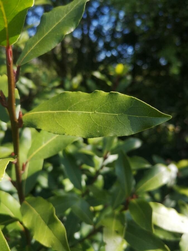 Krzysztof Golucki (cc-by-sa) PlantNet – Laurus Nobilis Leaves