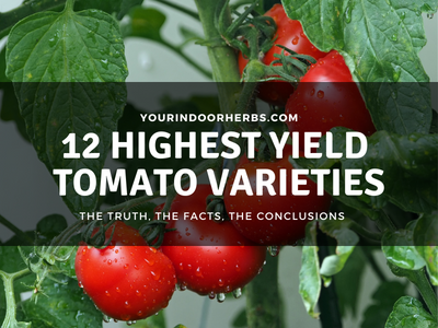 The 12 Highest-Yield Tomato Varieties (For More Tomatoes!) | Your ...