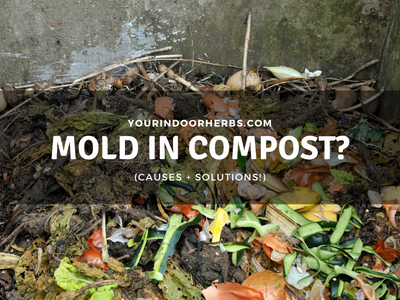 Is Mold Bad for Your Compost? Yes, Except One | Your Indoor Herbs and ...