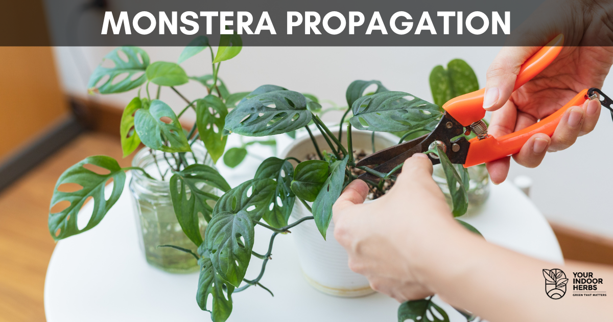 How to Propagate Monstera With Photos (We Did it For You) | Your Indoor ...