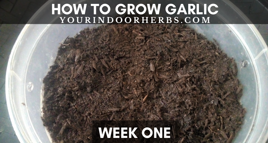 Week One of Garlic Growing Experiment