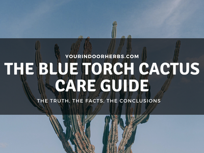 Your Final Guide to Blue Torch Cactus Care! | Your Indoor Herbs and Garden