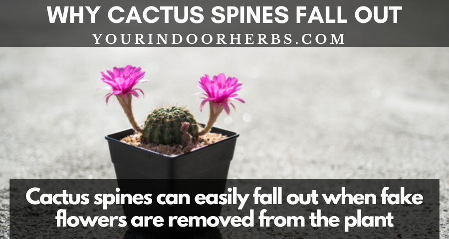 Removing Fake Flowers Can Damage Cacti Spines