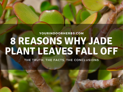 8 Reasons Why Jade Plant Leaves Fall Off (How to Prevent It!) | Your ...