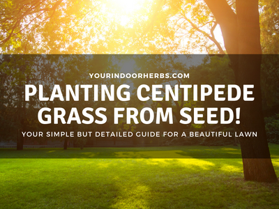How to Plant Centipede Grass From Seed (Your Final Guide!) | Your ...