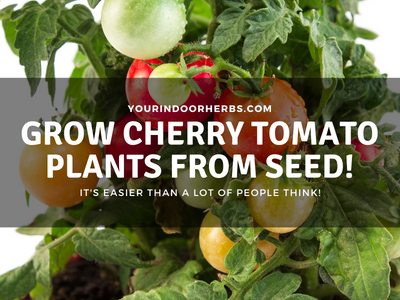 How to Grow Cherry Tomatoes From Seed (Surprisingly Easy!) | Your ...