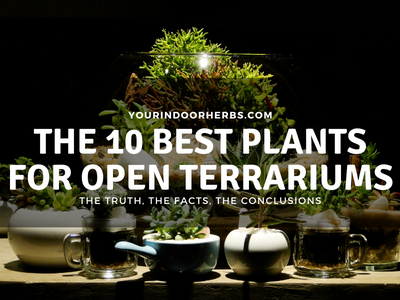 The 10 Best Plants for Your Open Terrarium (And the Worst!) | Your ...