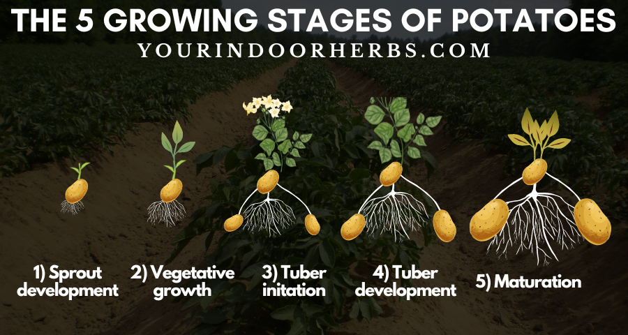 Potato Growing Stages Illustration