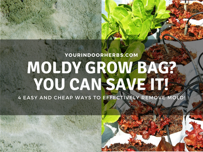 4 Reasons Why Mold Develops on Grow Bags (Get Rid of It!) | Your Indoor ...