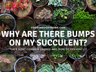 Why are There Bumps on My Succulent? (5 Most Common Causes) | Your ...